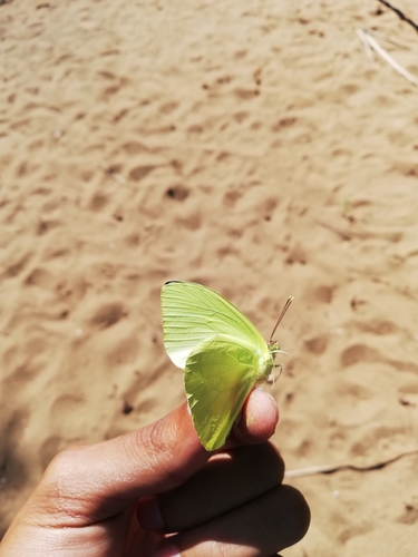 Subspecies Phoebis statira hispaniolae · iNaturalist