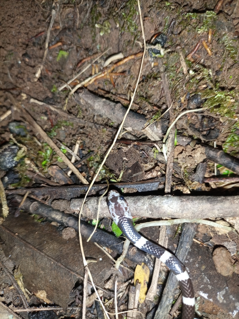 Malayan Banded Wolf Snake from WJ6J+JGW, Sawahan, Mendolo, Kec ...