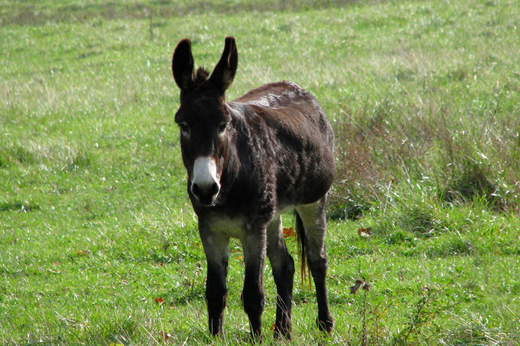 Donkey from Howard County, MD, USA on October 31, 2010 at 10:55 AM by ...