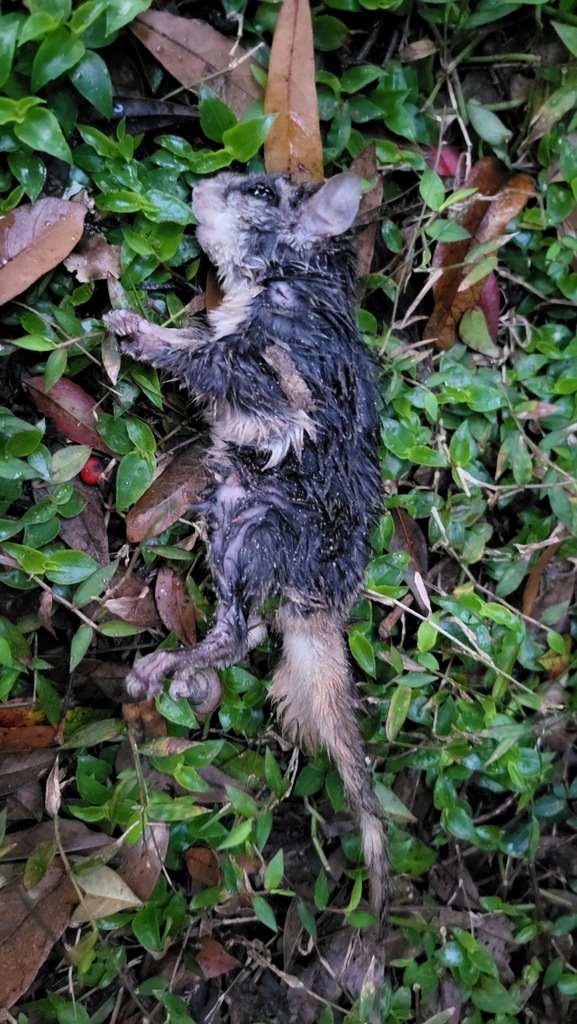 Southern Flying Squirrel from Hyde Park, Jacksonville, FL, USA on ...