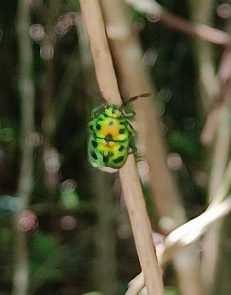 Chrysocoris from Prey Nob, KH-KA, KH on January 24, 2024 at 01:40 PM by ...