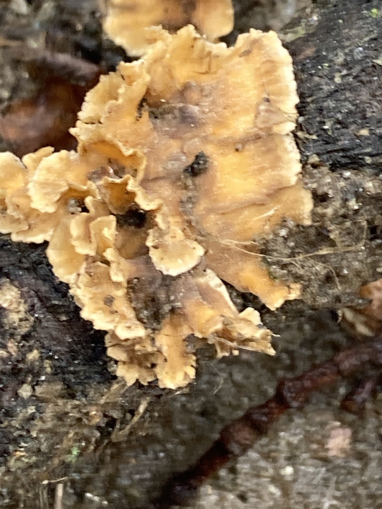 Stereum in January 2024 by Mabel Hua · iNaturalist
