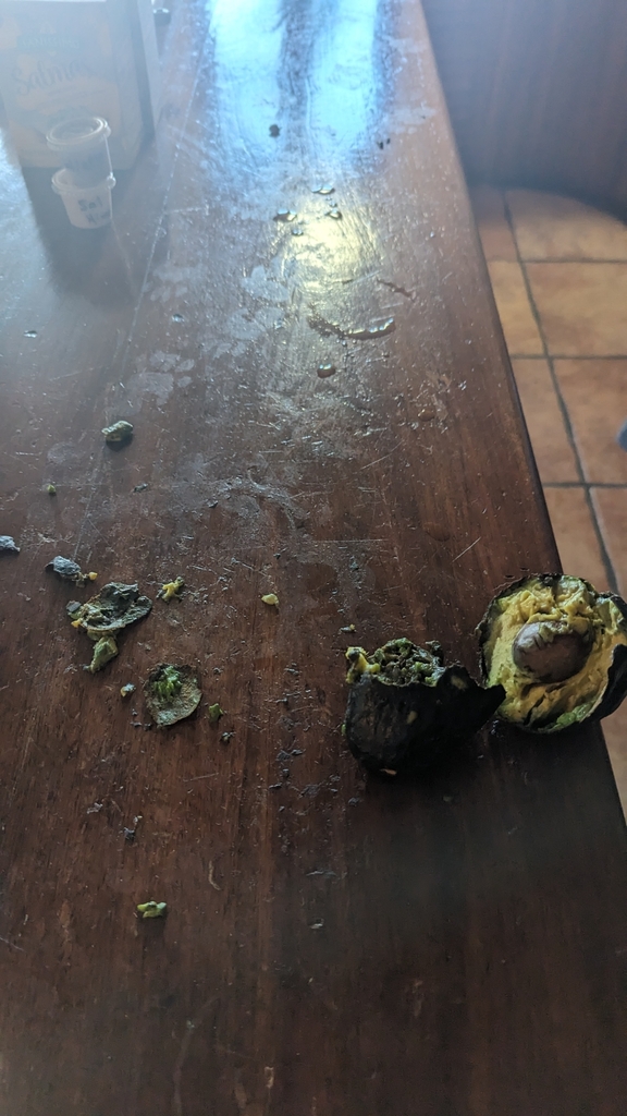 White-nosed Coati from 48898 La Manzanilla, Jalisco, Mexico on January ...