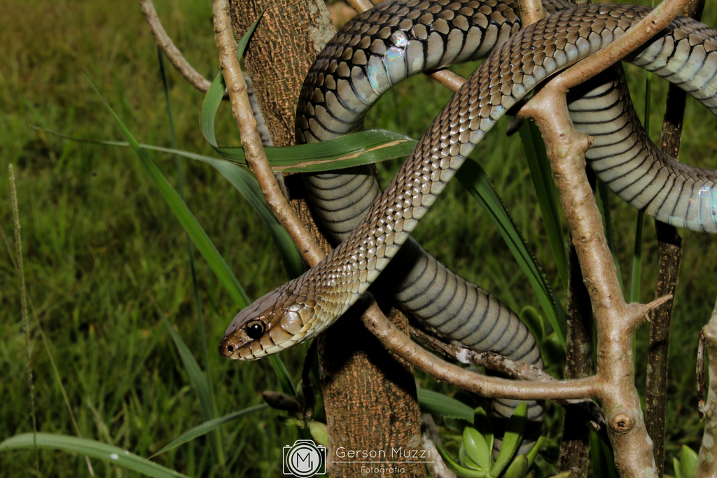 Patagonian Racer from Morro do Pilar - State of Minas Gerais, 35875-000 ...