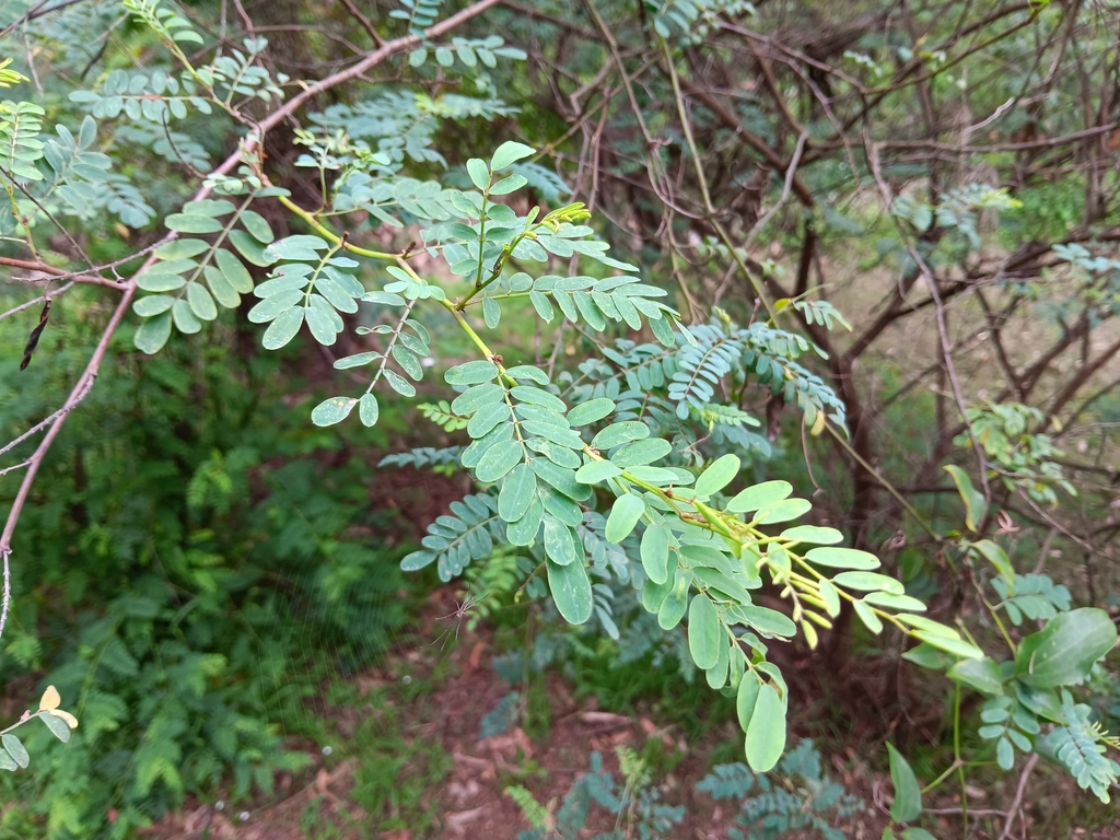 Australian Indigo in January 2024 by Patrick Campbell. Wide shrub ...