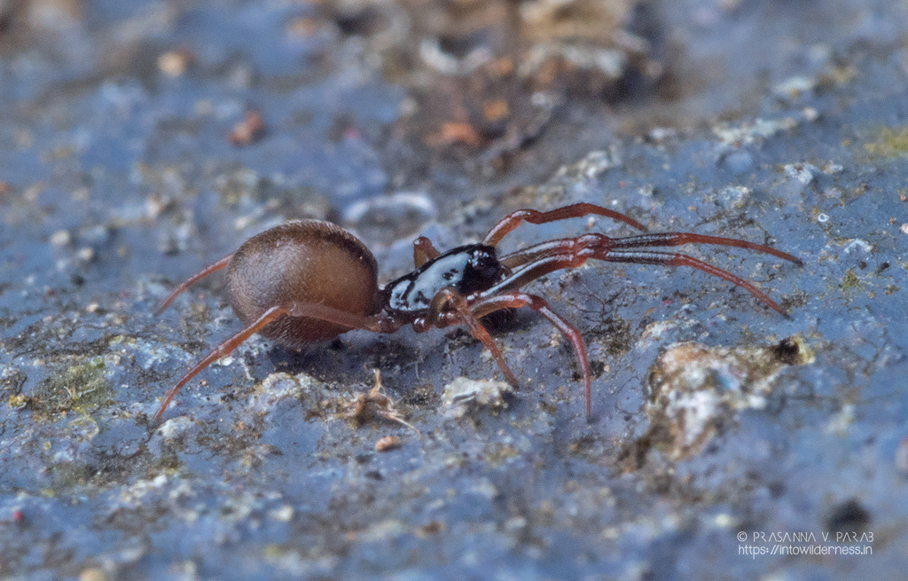 Cobweb Spiders in January 2024 by Prasanna Parab. Size about 3mm ...