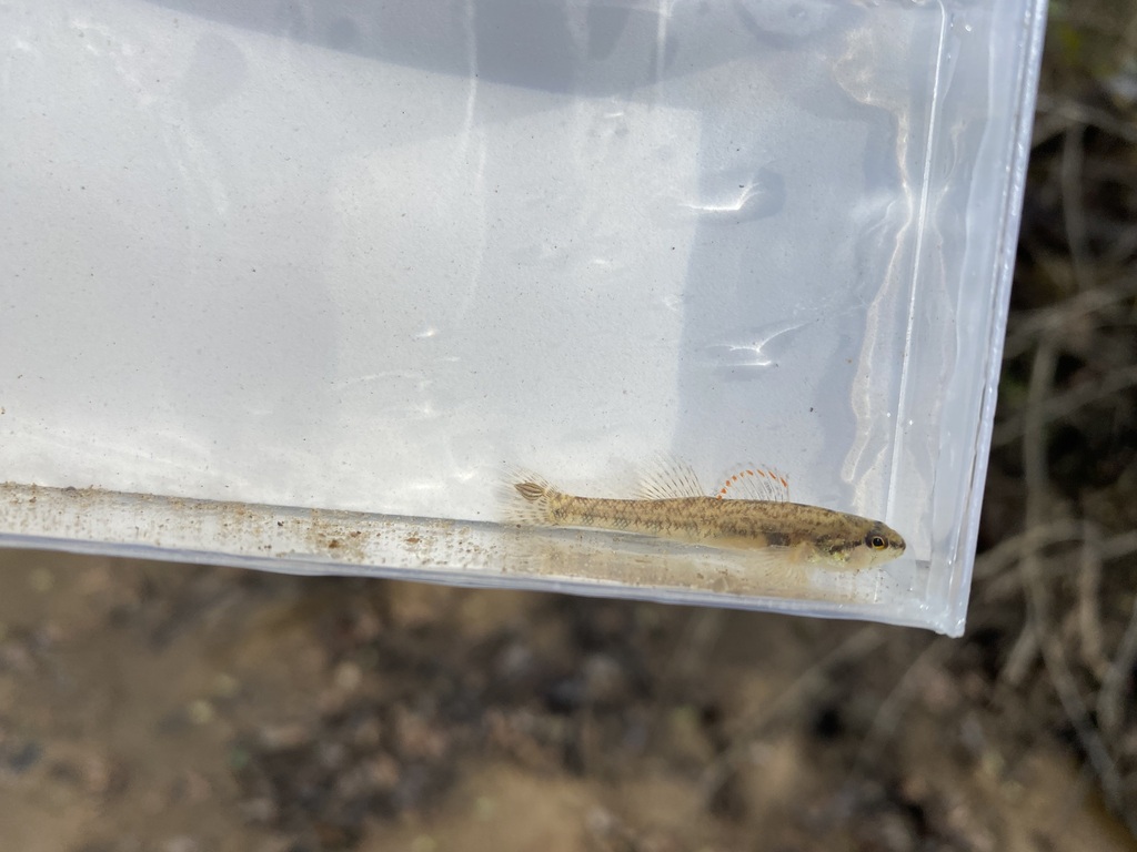Backwater Darter from Macon County, AL, USA on January 7, 2024 at 10:49 ...