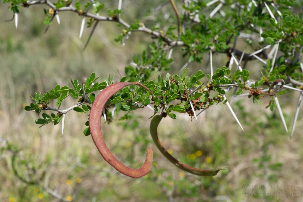 Blackbrush Acacia from Starr, Lower Rio Grande Valley National Wildlife ...