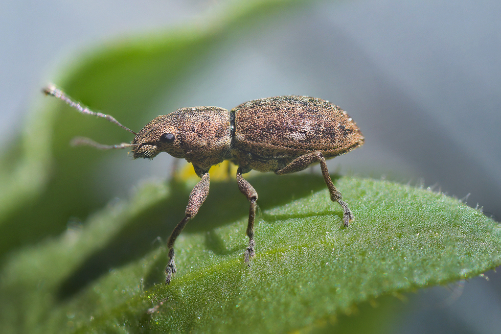 Fuller's rose weevil from Leiria, Portugal on January 20, 2024 at 12:37 ...