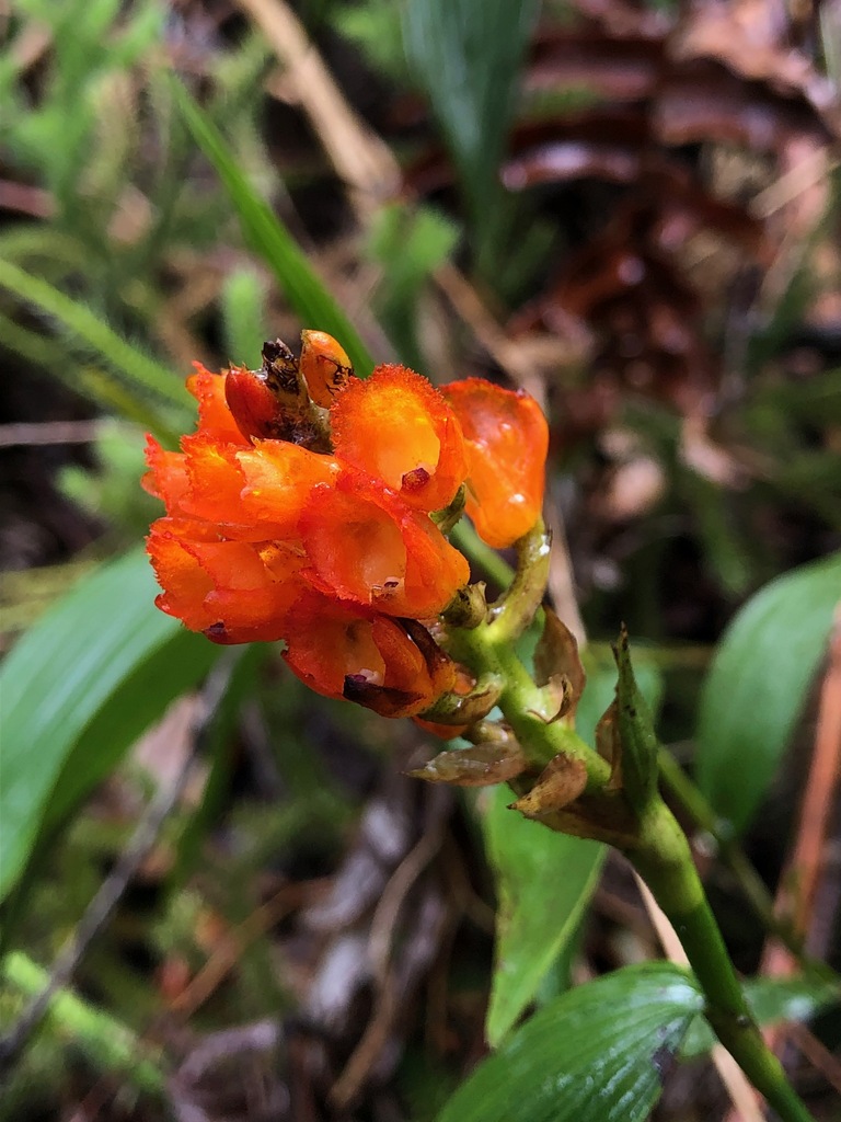 Elleanthus aurantiacus from Jardín, Antioquia, Colombia on May 16, 2023 ...