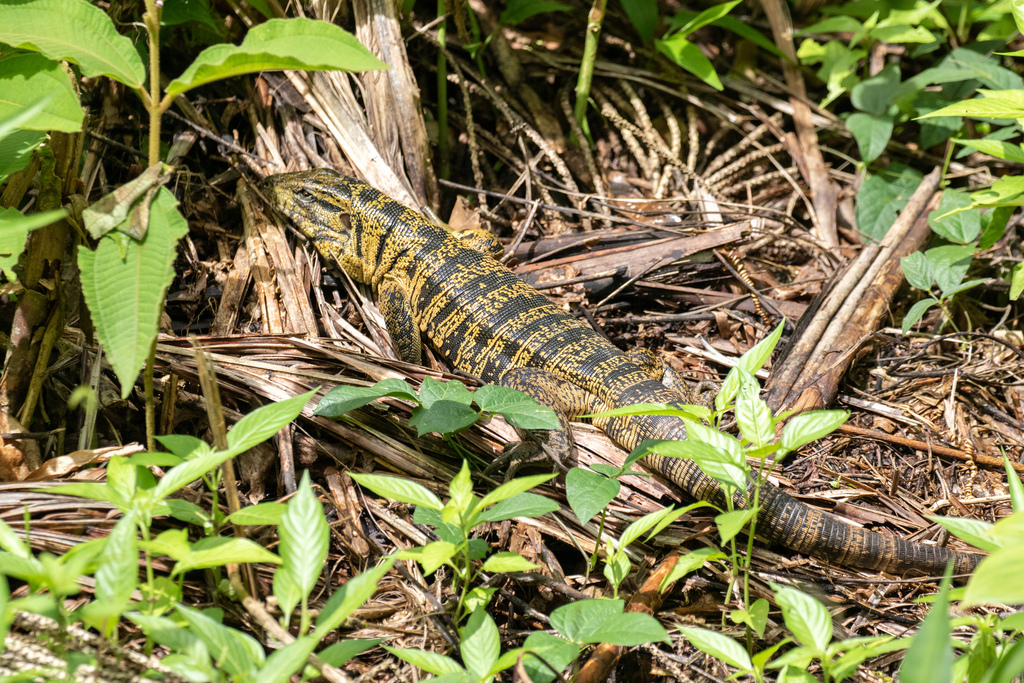 Cryptic Golden Tegu from Spring Hill Estate, PO Box 4710, Arima ...