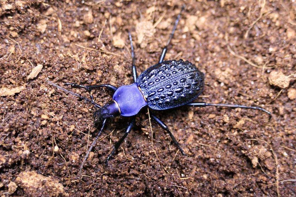 Carabus gemmifer in March 2023 by DY H · iNaturalist