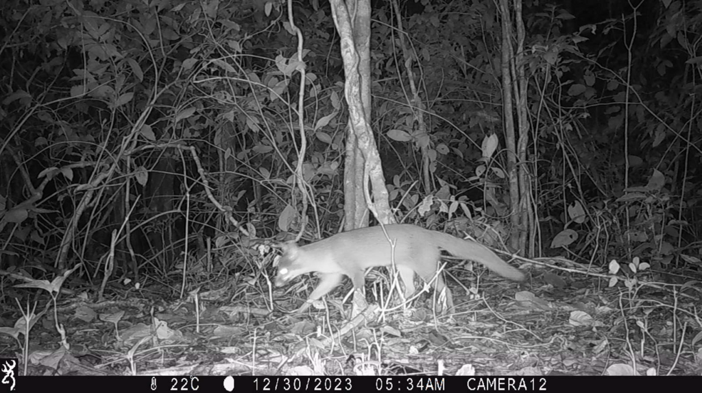 Gray Fox from Provincia de Guanacaste, Nicoya, Costa Rica on December ...