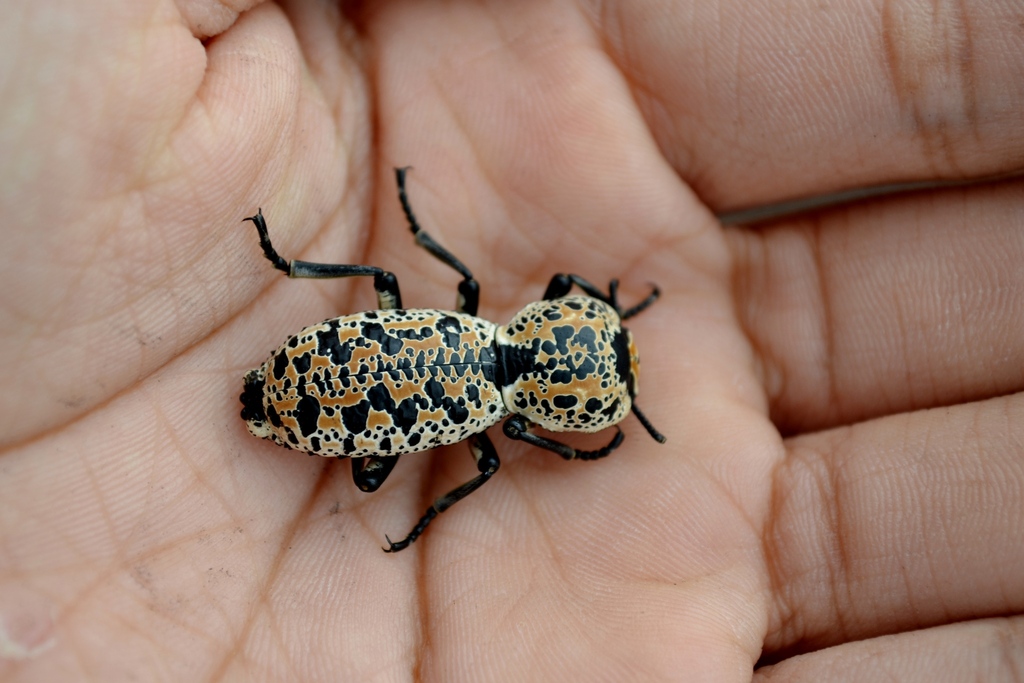 Zopherus nodulosus from San Fernando, Chiapas on May 26, 2013 by Daniel ...