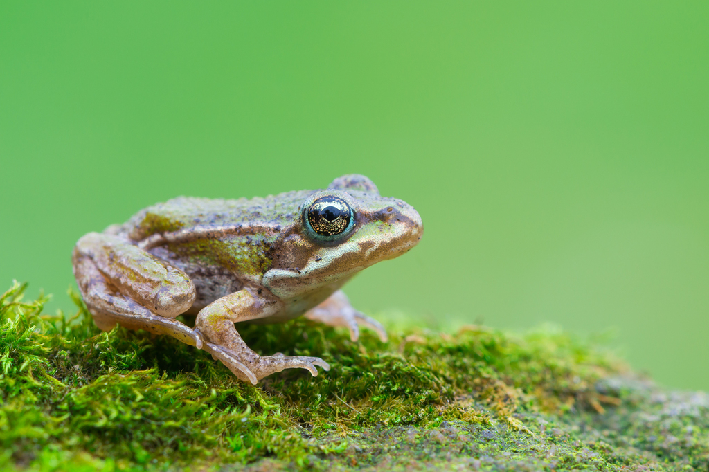 Water Frogs from Wyry, Polen on October 18, 2016 at 01:47 PM by Marek R ...