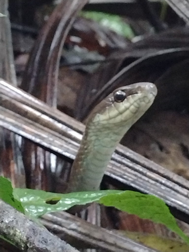 Cope's Tropical Racer from Eloy Alfaro, EC-ES, EC on January 24, 2024 ...