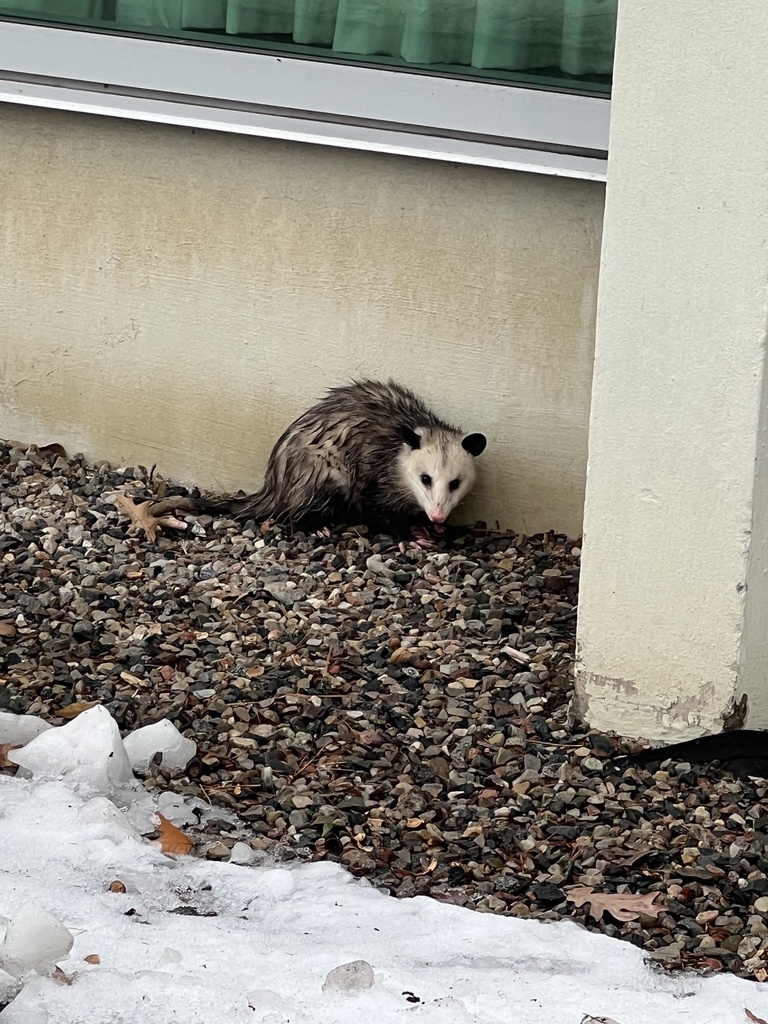 Virginia Opossum from Michigan State University, East Lansing, MI, US ...