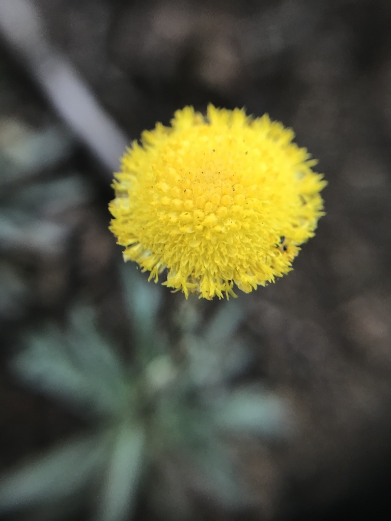 button everlasting from Queens Domain, Queens Domain, TAS, AU on ...