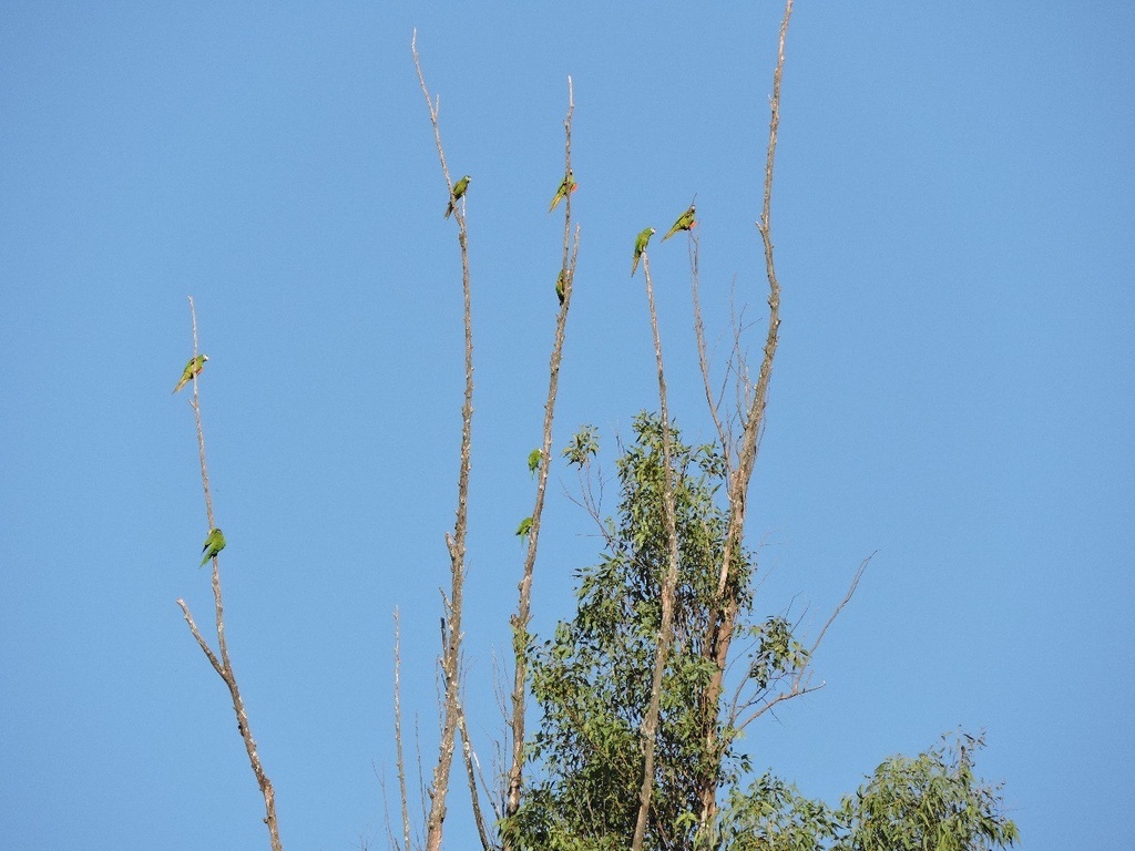 Red-shouldered Macaw from Rio de Janeiro, BR-RJ, BR on April 13, 2023 ...