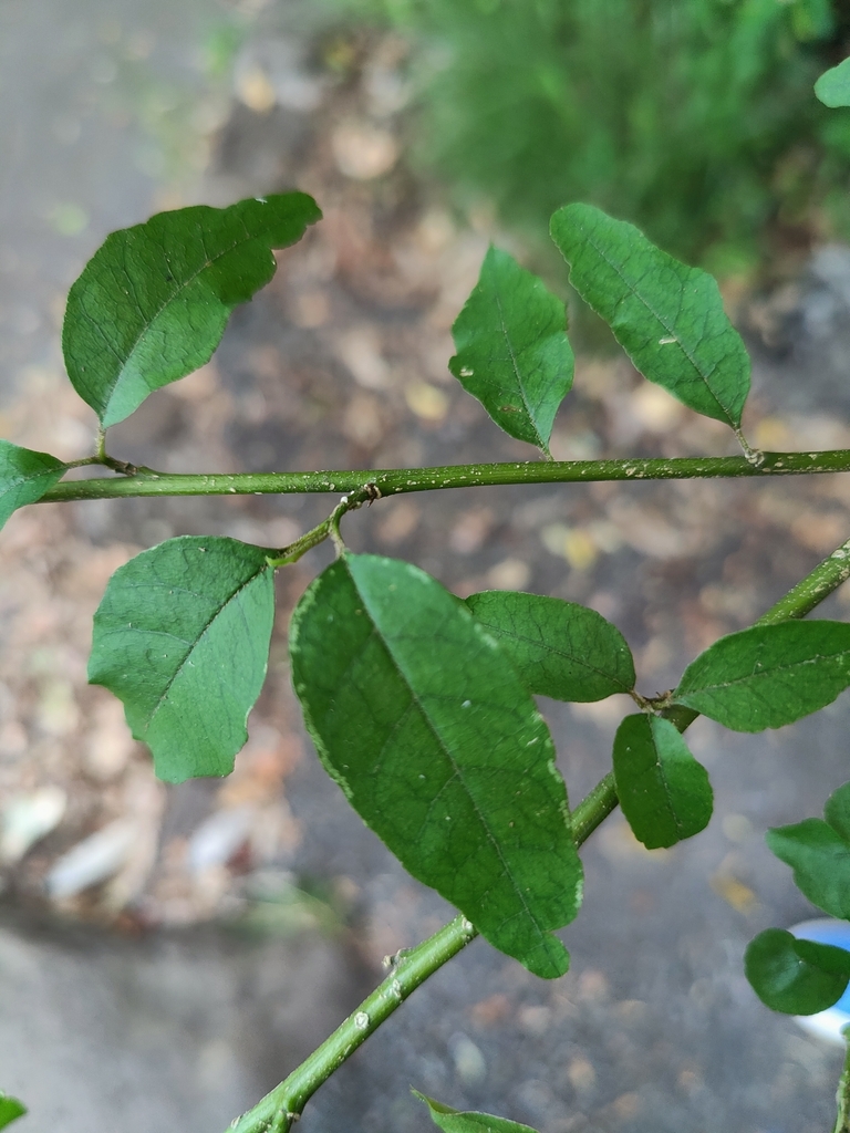 Monococcus echinophorus from Burleigh Heads QLD 4220, Australia on ...