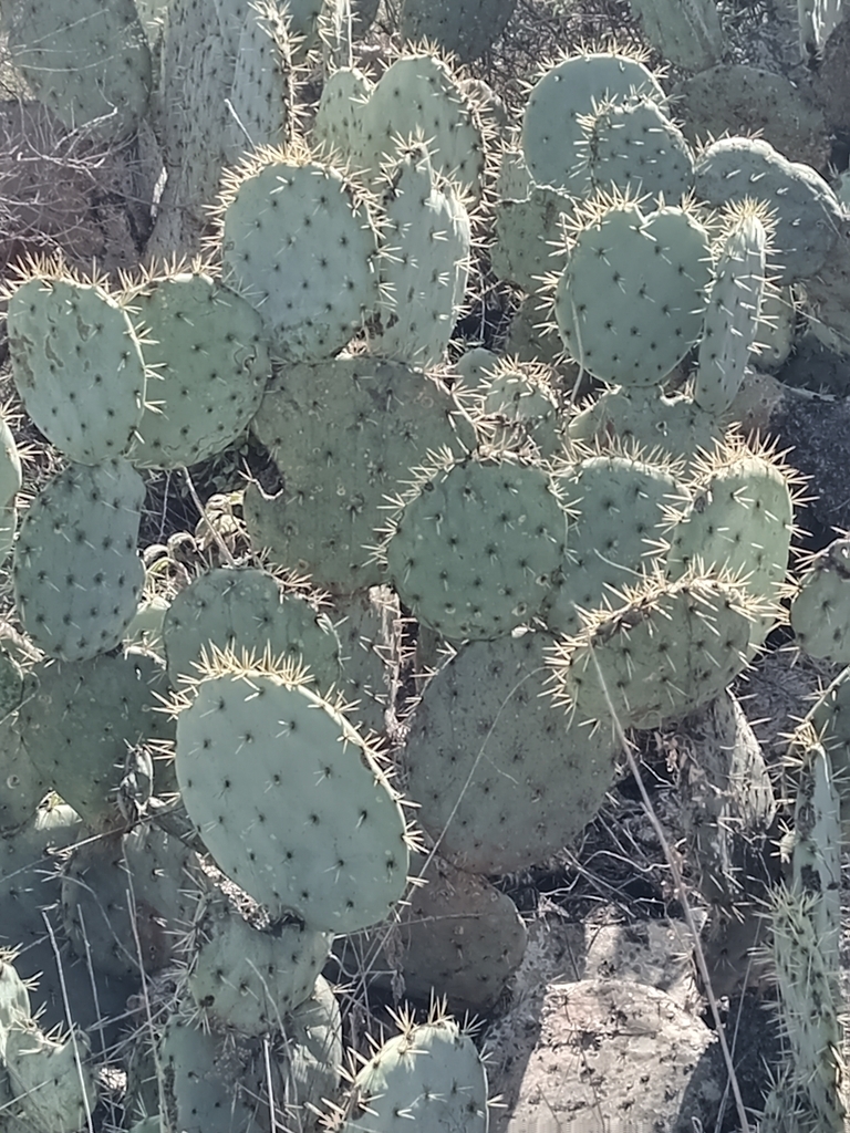 Opuntia rastrera from 42404 Huichapan, Hgo., México on January 24, 2024 ...
