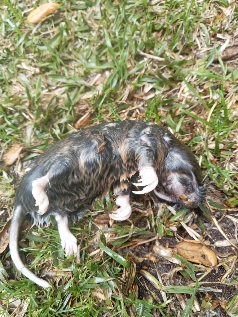 Botta's Pocket Gopher from 22766 Villa de Juárez, B.C., México on ...
