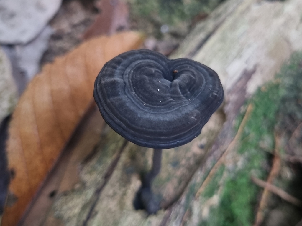 Sanguinoderma rugosum from Bukit Panjang, Singapore on October 28, 2023 ...