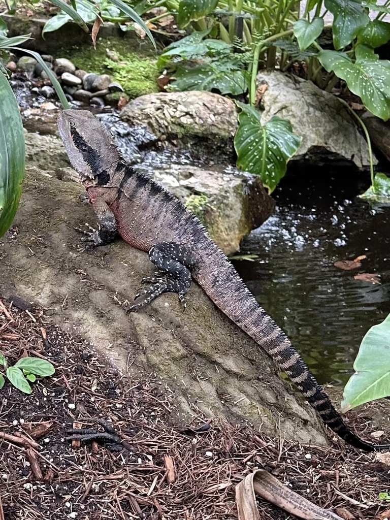 Australian Water Dragon from The Royal Botanic Gardens, Sydney, NSW, AU ...