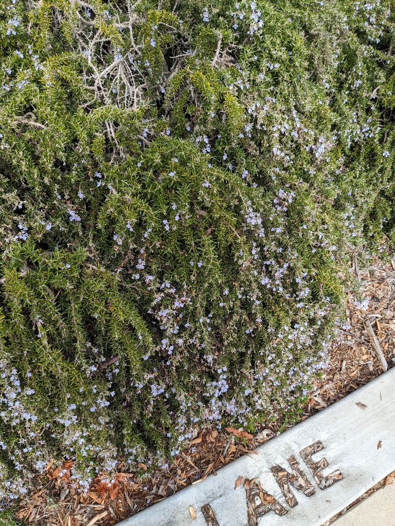 Rosemary from Warren Lecture Hall, San Diego, CA 92161, USA on January ...