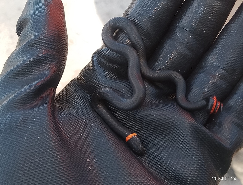 ring-necked snake from 47794 Jal., México on January 24, 2024 at 04:40 ...