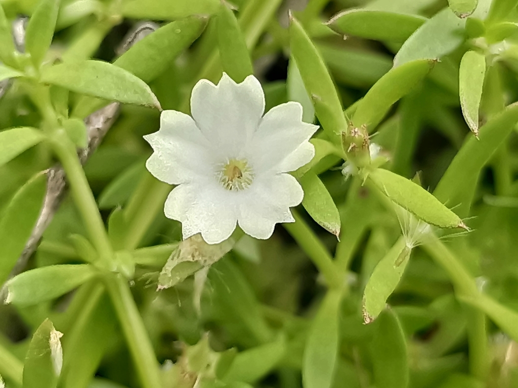 Creeping Dentella from Cashmere QLD 4500, Australia on January 24, 2024 ...