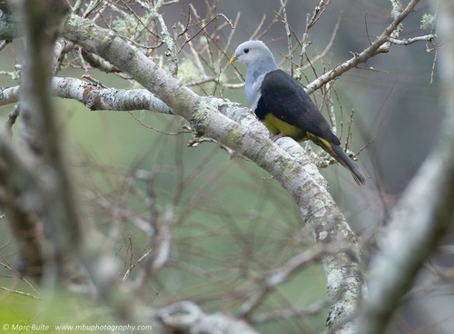 Subspecies Ptilinopus cinctus albocinctus · iNaturalist United Kingdom