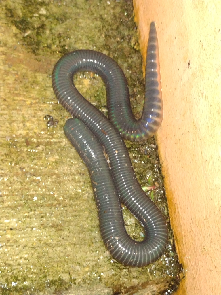 Earthworms from GQGP+CRQ, Hacienda San Miguel, Ecuador on January 24 ...