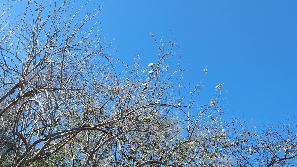 Ipomoea intrapilosa from 48893 Jal., Mexico on January 24, 2024 at 12: ...
