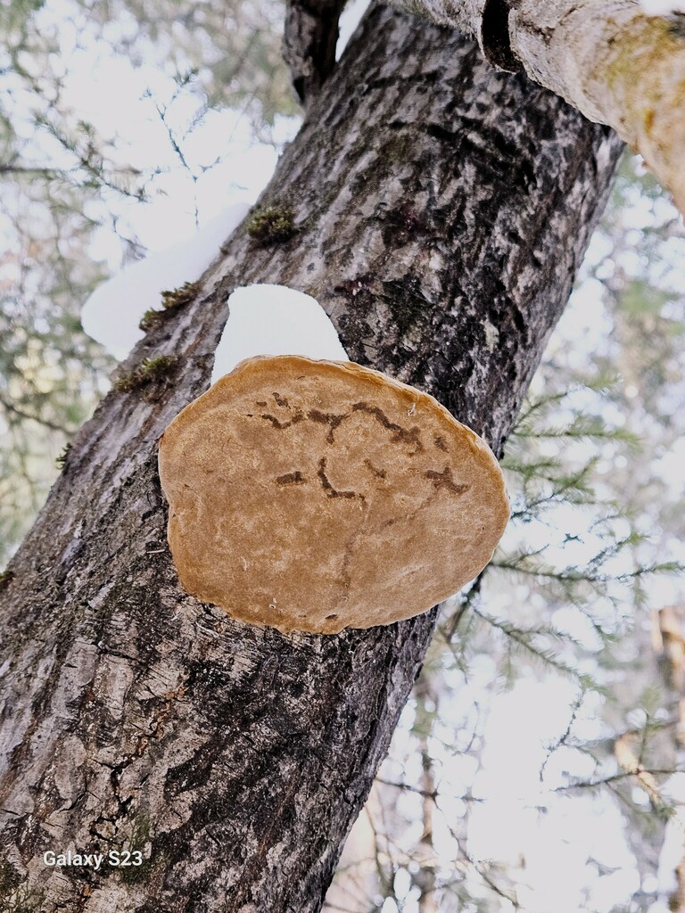 Aspen Bracket from Millbank Nature Trails, Miramichi, NB, Canada on ...