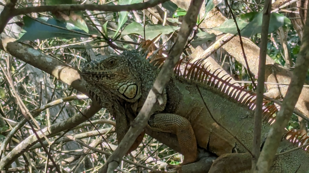Green Iguana from 48898 Jal., Mexico on January 24, 2024 at 04:02 PM by ...