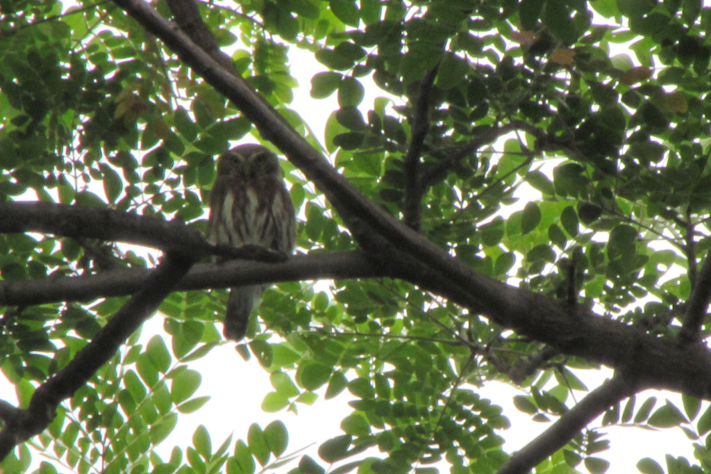 Peruvian Pygmy-Owl from Fuerte Huancavilca, Guayaquil, Ecuador on March ...