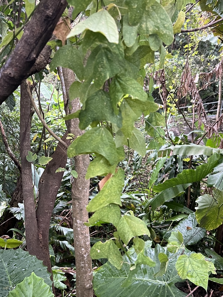 twoflower passionflower in January 2024 by MaySSPS · iNaturalist