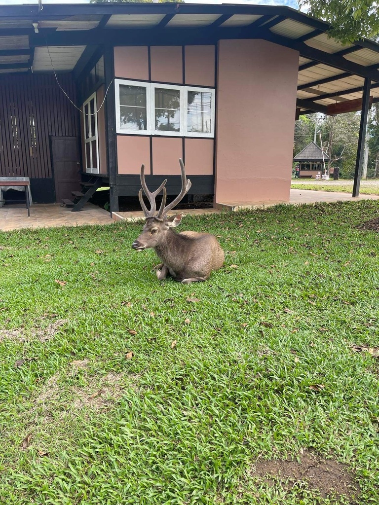 Mainland Southeast Asian sambar in October 2023 by Waridsara Tongkleang ...