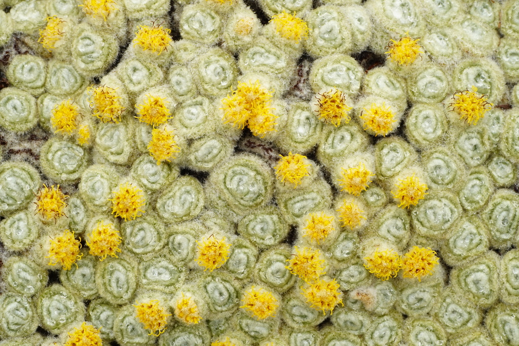 Haastia pulvinaris minor from Tasman District, Tasman, New Zealand on ...