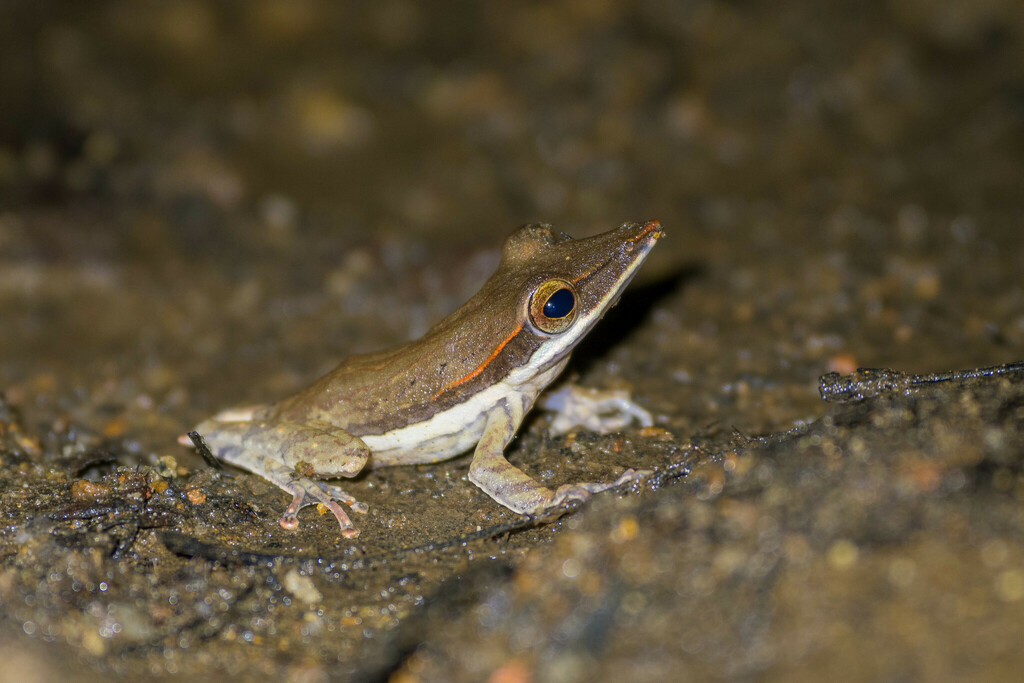Sharp-snout Saddled Tree Frog in March 2022 by limhongyao · iNaturalist