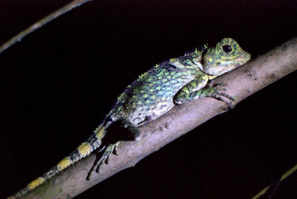 Mindoro Forest Dragon from Roxas, Bilar, Bohol, PH on April 14, 2019 at ...