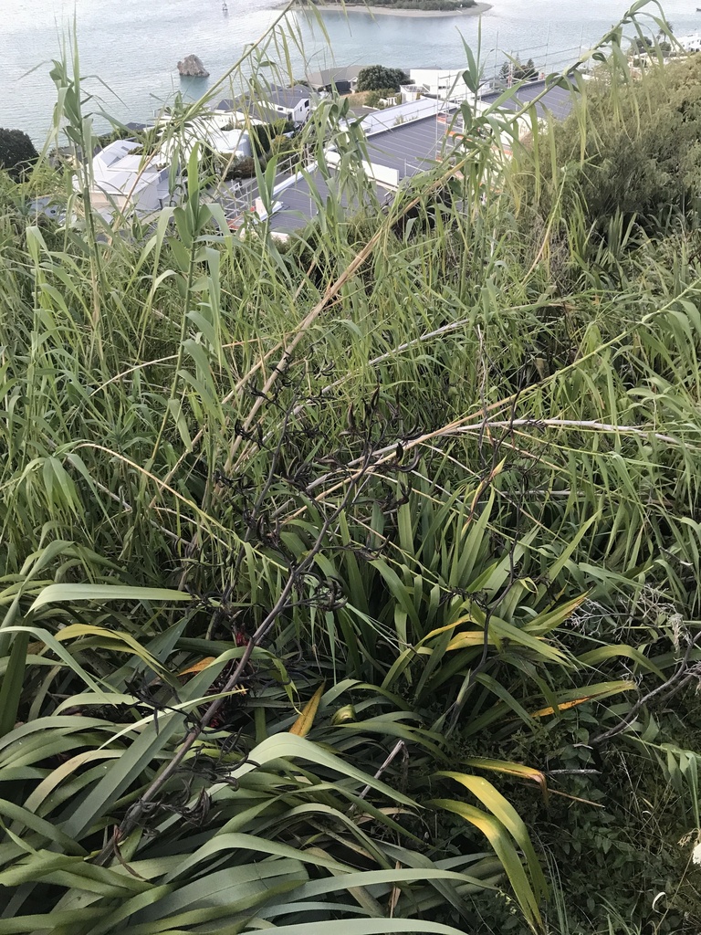 giant reed from South Island/Te Waipounamu, Nelson, Nelson, NZ on ...