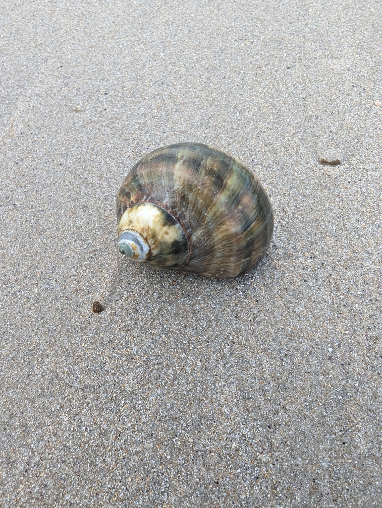 Military Turban from Prince Charles Pde opp Silver Beach Rd, Kurnell ...