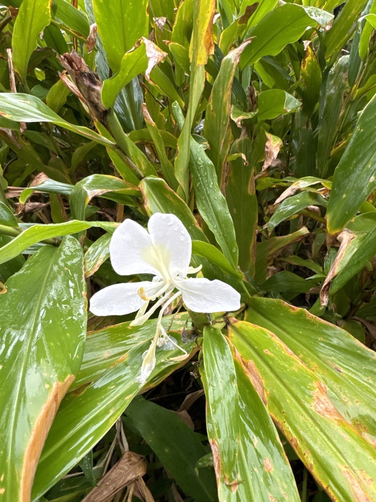 White ginger from 臺灣島, 信義區, TPE, TW on January 25, 2024 at 04:09 PM by ...