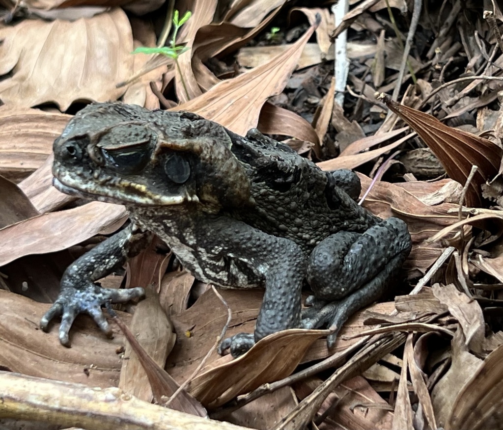 Cane Toad from Guam, Agat, Guam, US on January 25, 2024 at 09:51 AM by ...