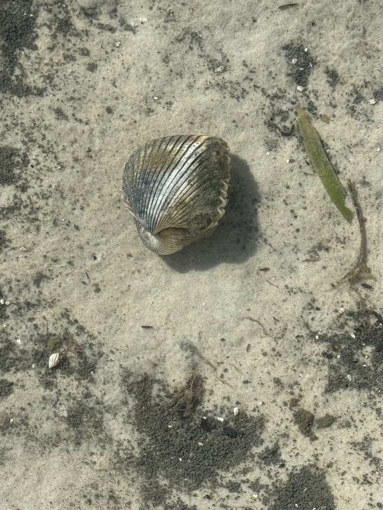 Strawberry Heart Cockle from Coral Sea, Dunwich, QLD, AU on January 25 ...