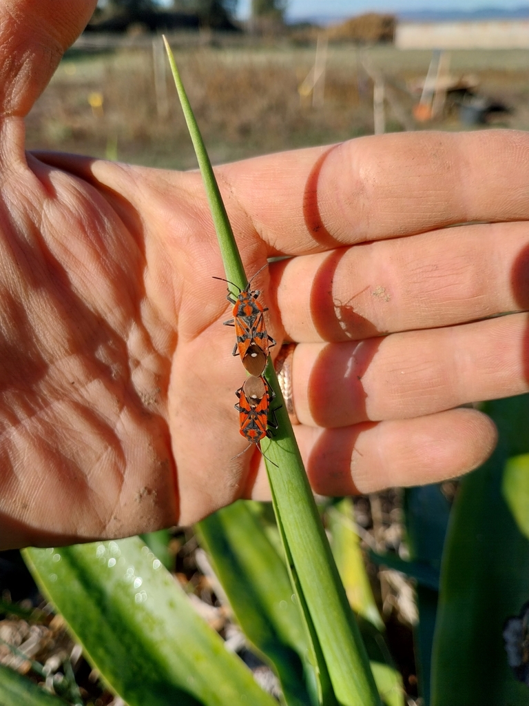 Spilostethus pandurus from 08793, Barcelone, Espagne on January 25 ...