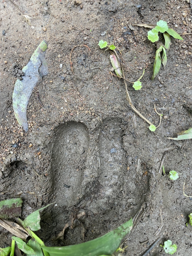 Chimpanzee in January 2024 by Michael Haas. Track/ spoor · iNaturalist