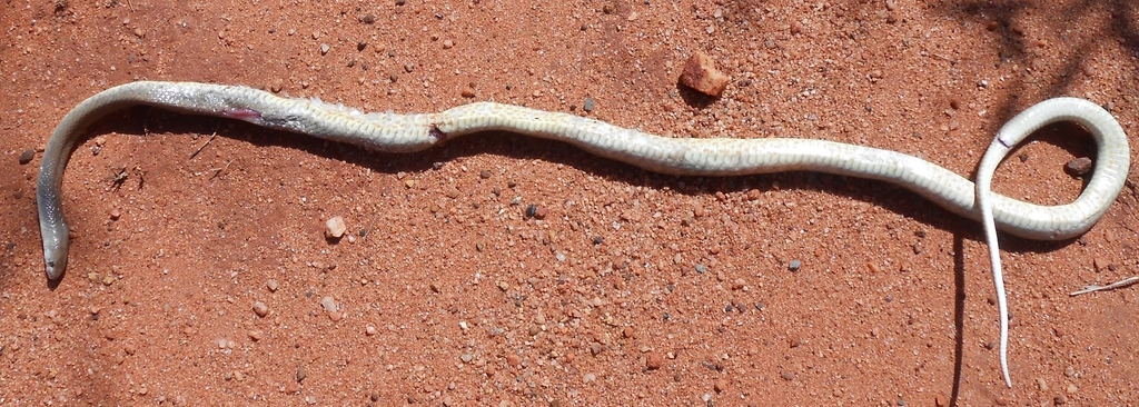 Western Brown Snake from Port Hedland, WA, Australia on February 2 ...